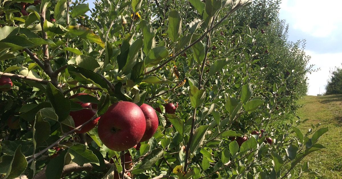 Five Things Not To Miss at the Soergel’s Fall Festival! - Made In PGH