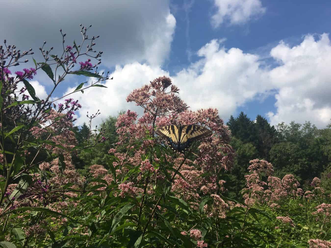 The Best Outdoor Adventure & Camping Spots Near Pittsburgh - Made In PGH