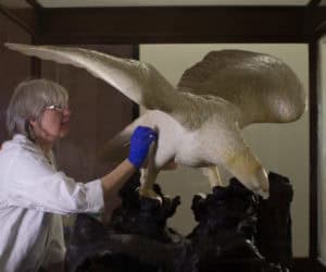Carnegie Museum of Natural History: 10 Things You Probably Didn't Know