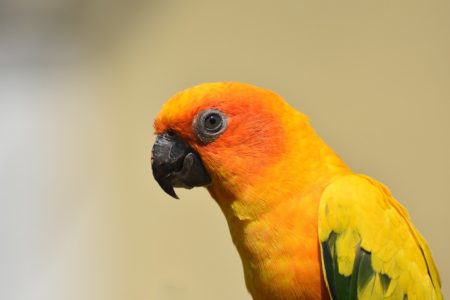 Carnegie Museum of Natural History: 10 Things You Probably Didn't Know
