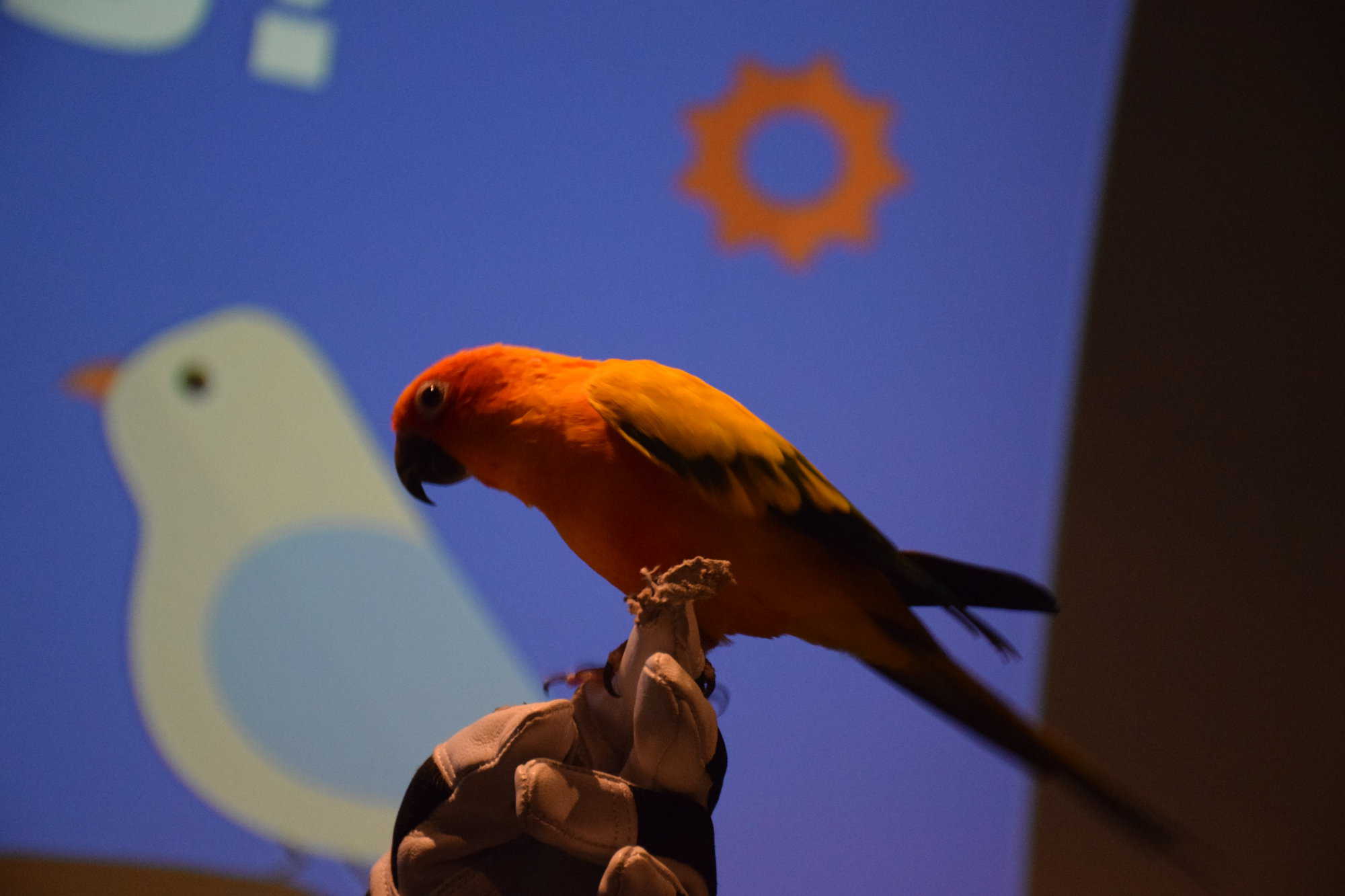 Carnegie Museum of Natural History: Meet the Live Animals