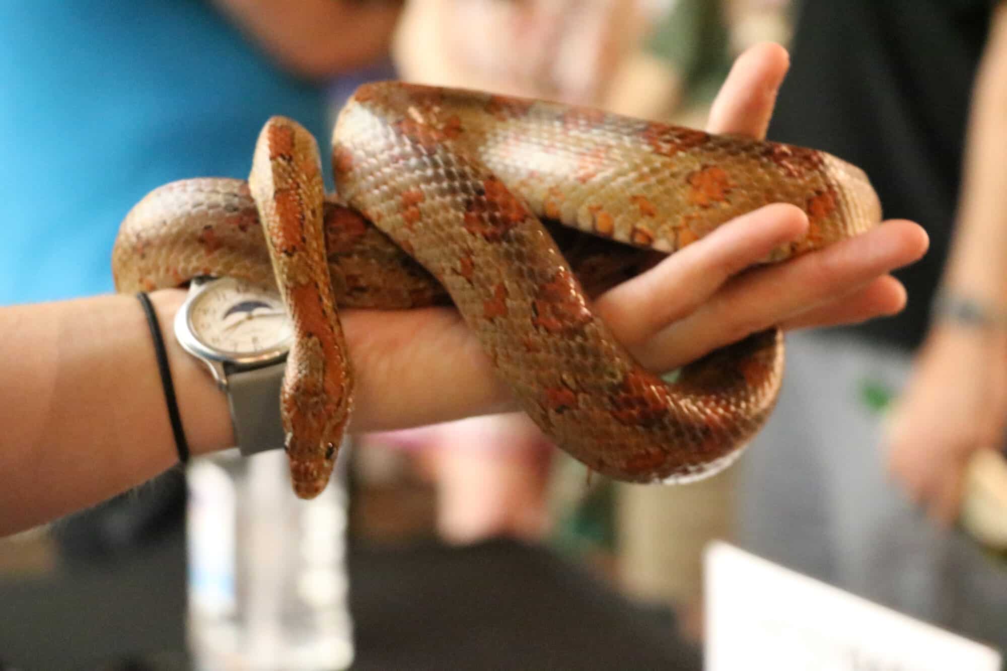 Carnegie Museum of Natural History: Meet the Live Animals