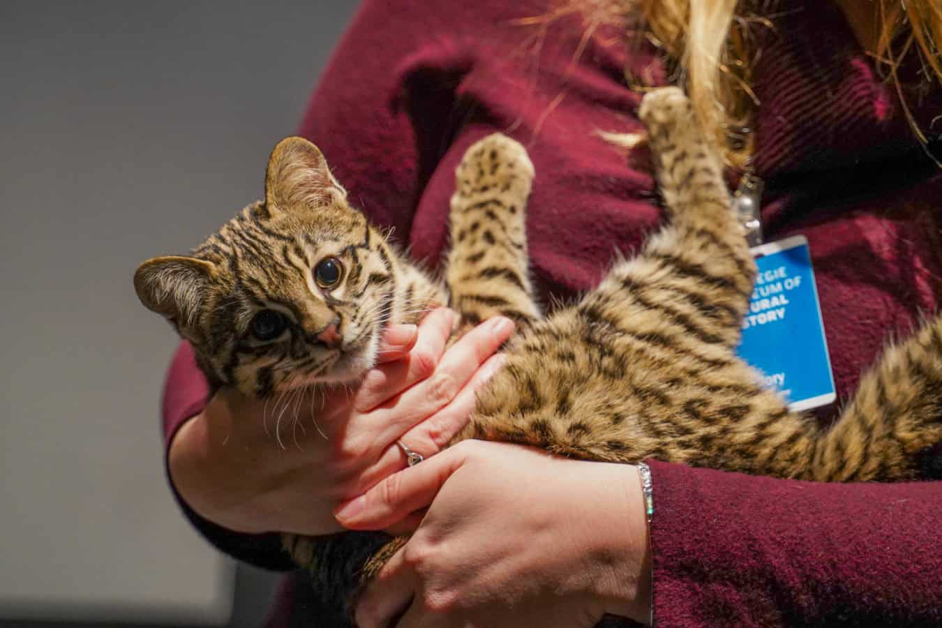 Carnegie Museum of Natural History: Meet the Live Animals