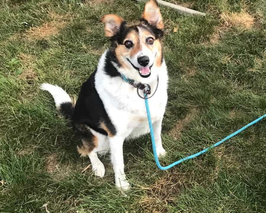 Adopt Don’t Shop For National Dog Day! Pawsome! - Made In PGH