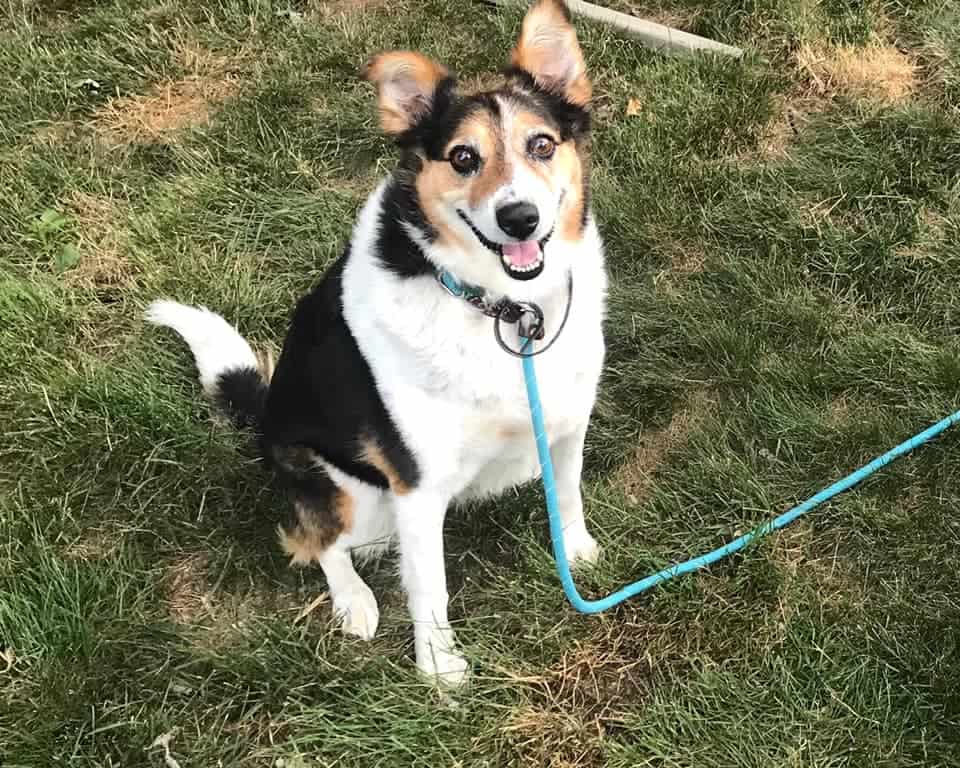 Adopt Don’t Shop For National Dog Day! Pawsome! - Made In PGH