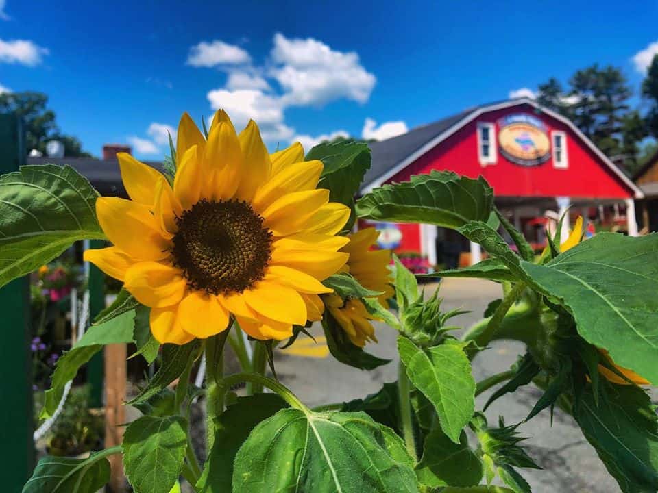 Five Farms Open For Late-Summer Fun - Made In PGH