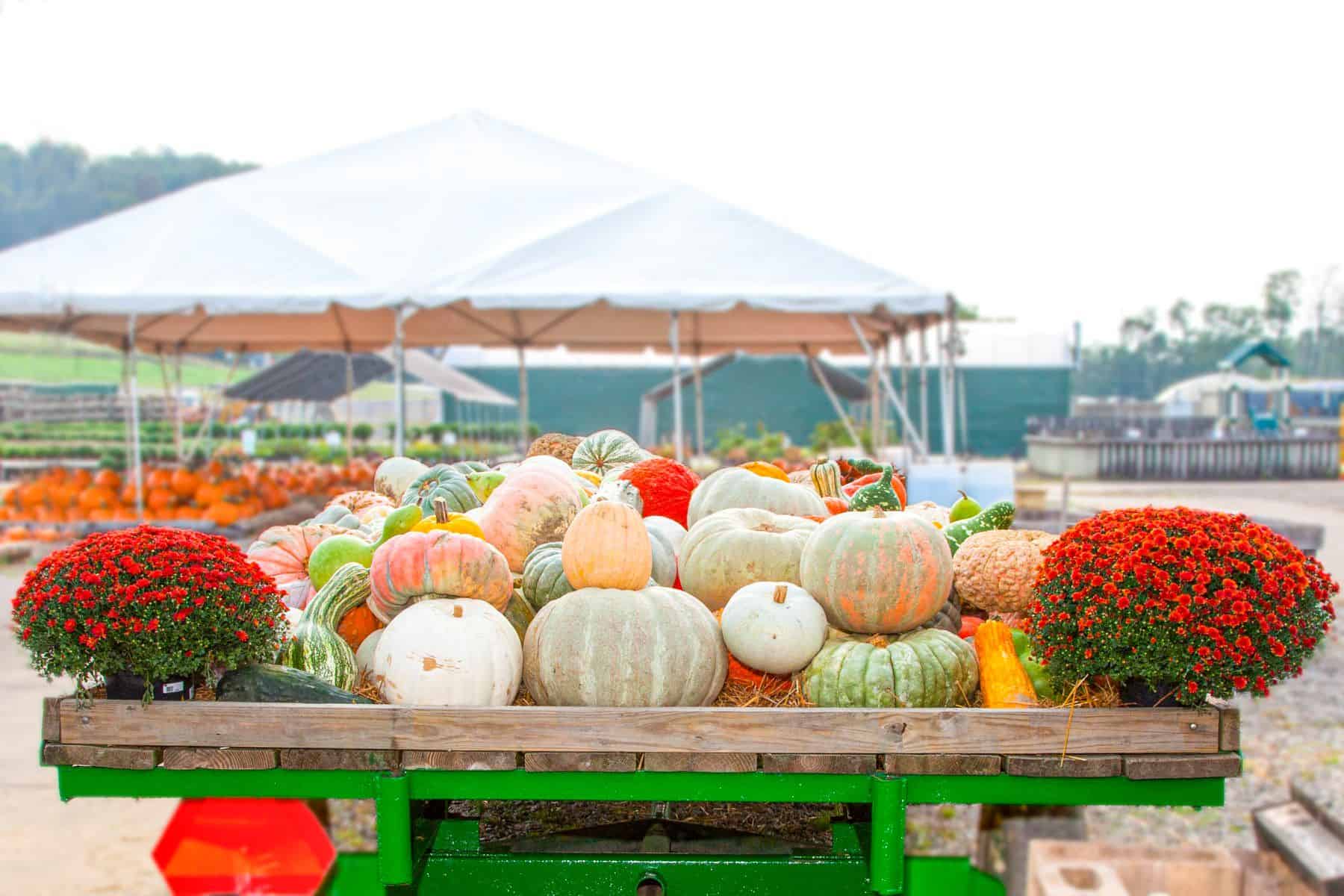 It’s Not Fall Without These Festivals! - Made In PGH