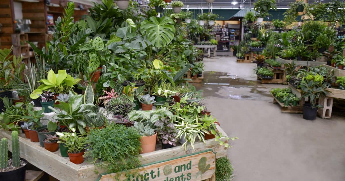Yinzers! Houseplants are Hot! - Made In PGH