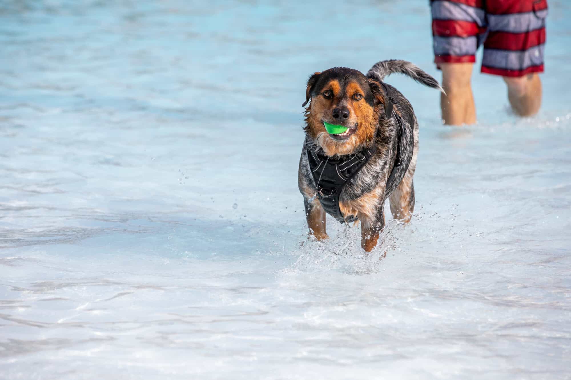 Splash into Labor Day with Pooches in the Pool - Made In PGH
