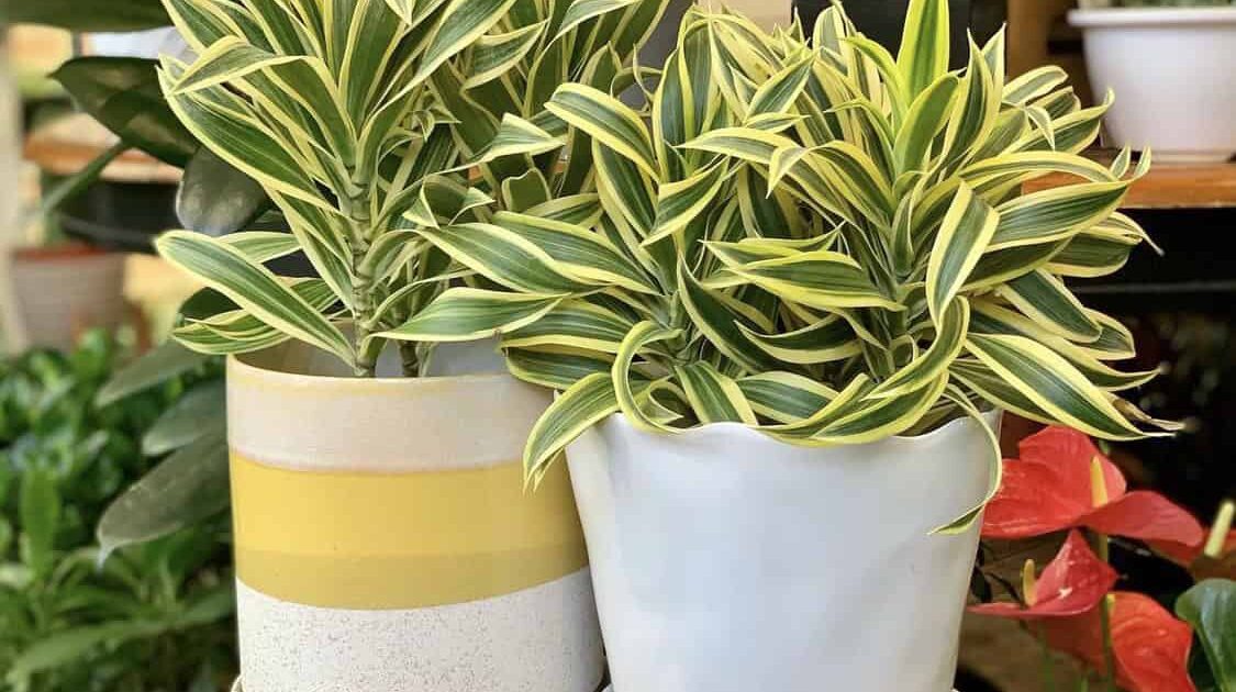 Daydreaming of Spring in your space - Made In PGH