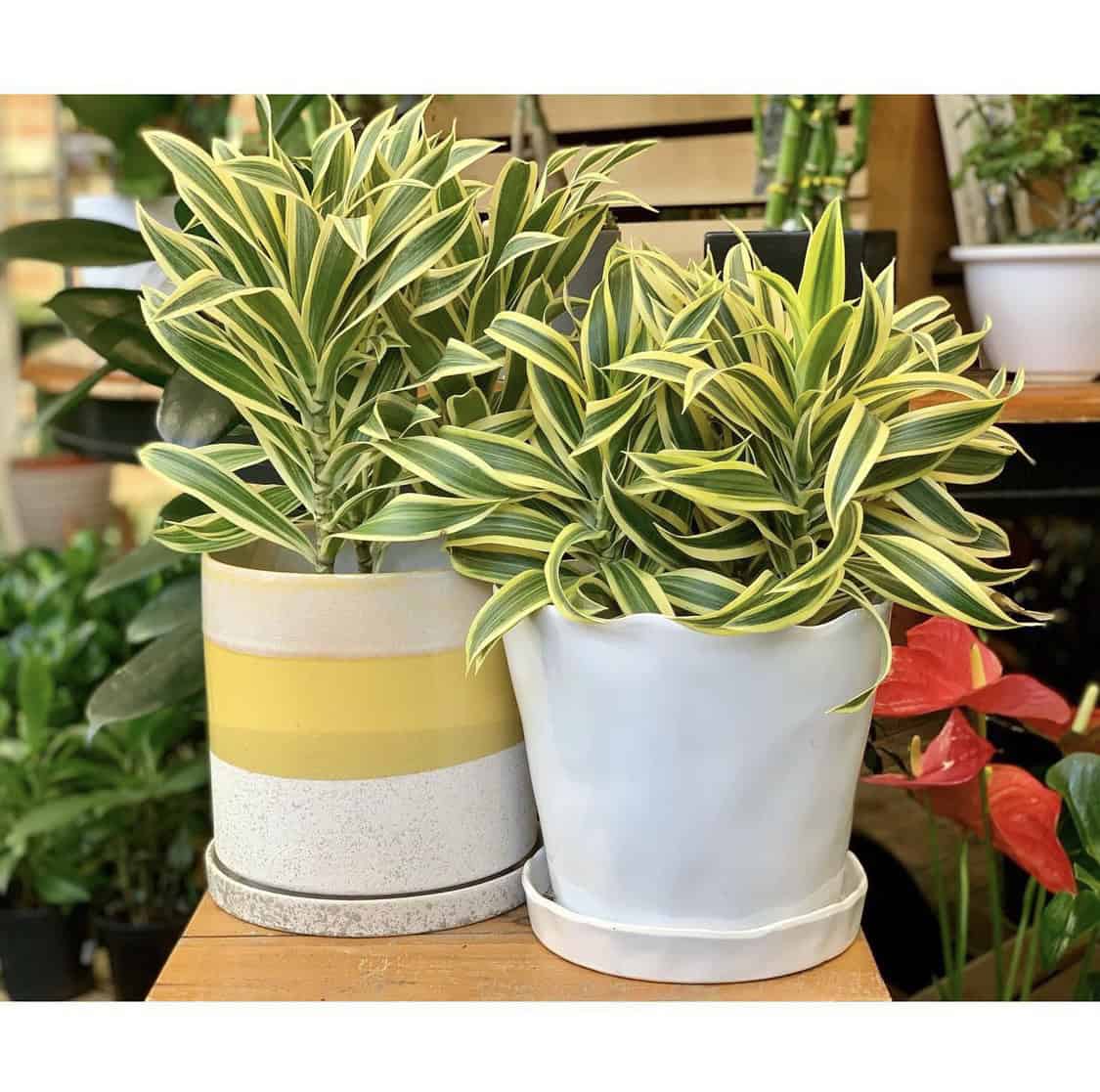 Daydreaming of Spring in your space - Made In PGH