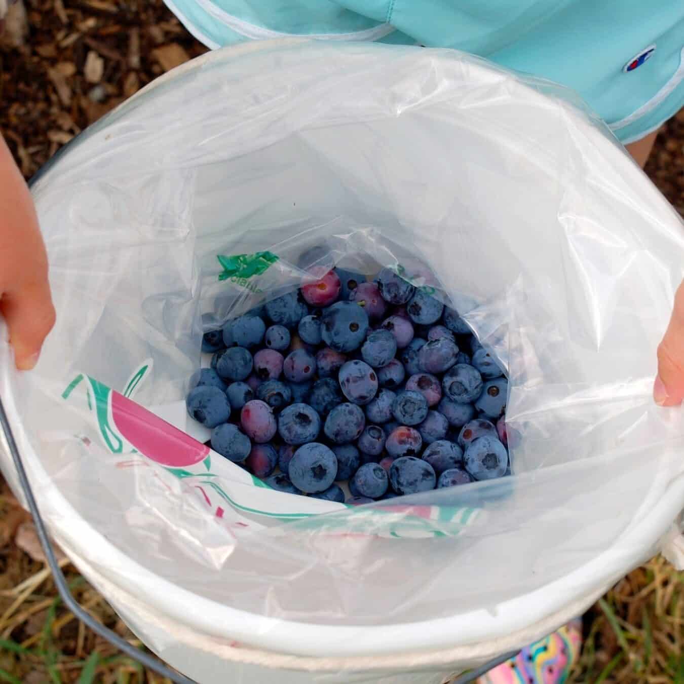 Pick Your Own Blueberries and Produce at Trax Farms! - Made In PGH
