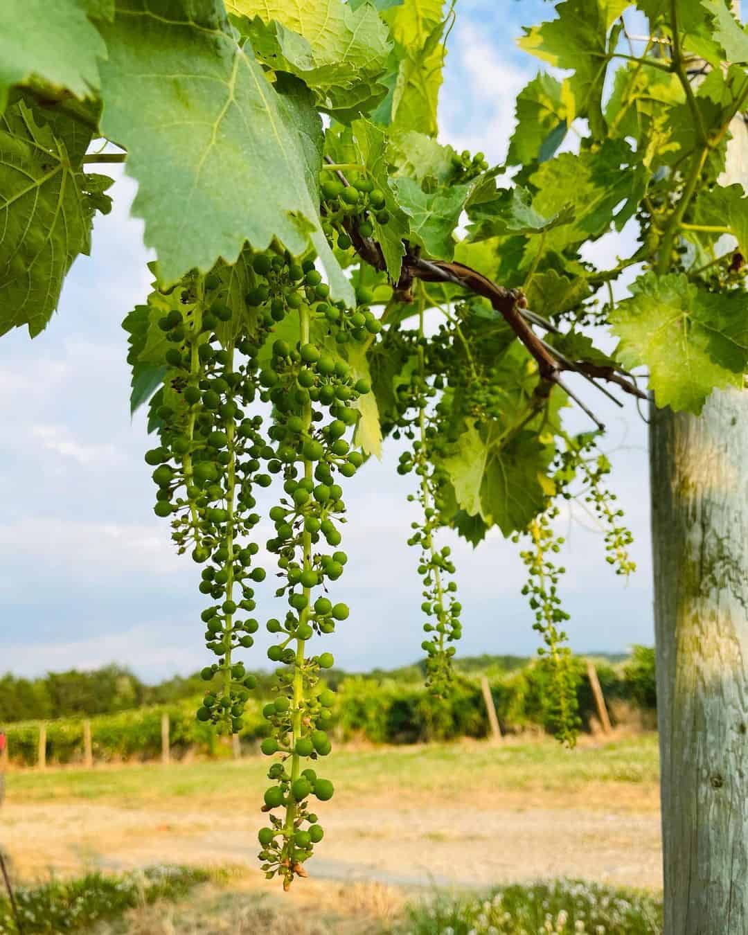 Trax Farms + Arrowhead's Summer Winery Bus Tour - Made In PGH