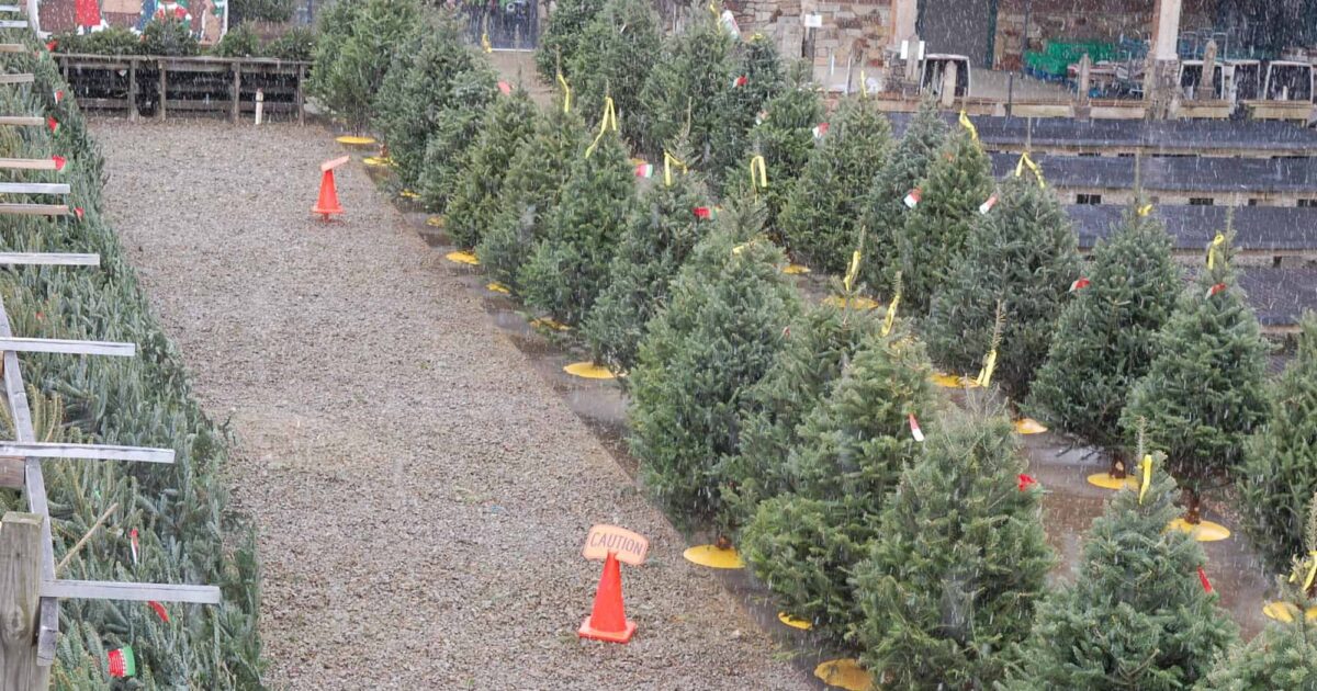 Make Your Season Merry and Bright with Trax Farms! - Shop Local - Made ...