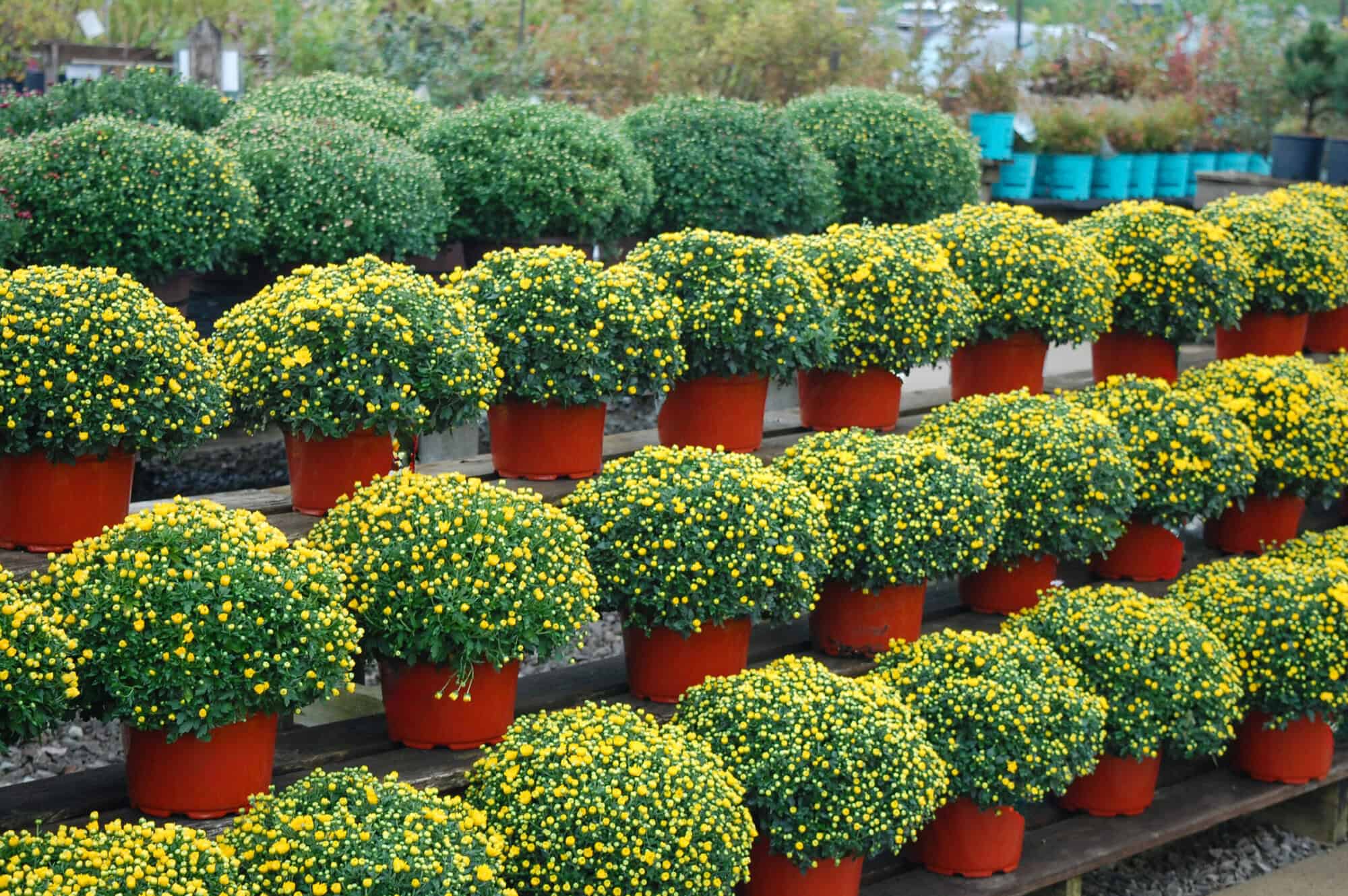 Trax Farms: Pittsburgh's One Stop Shop For Your Summer Needs - Made In PGH